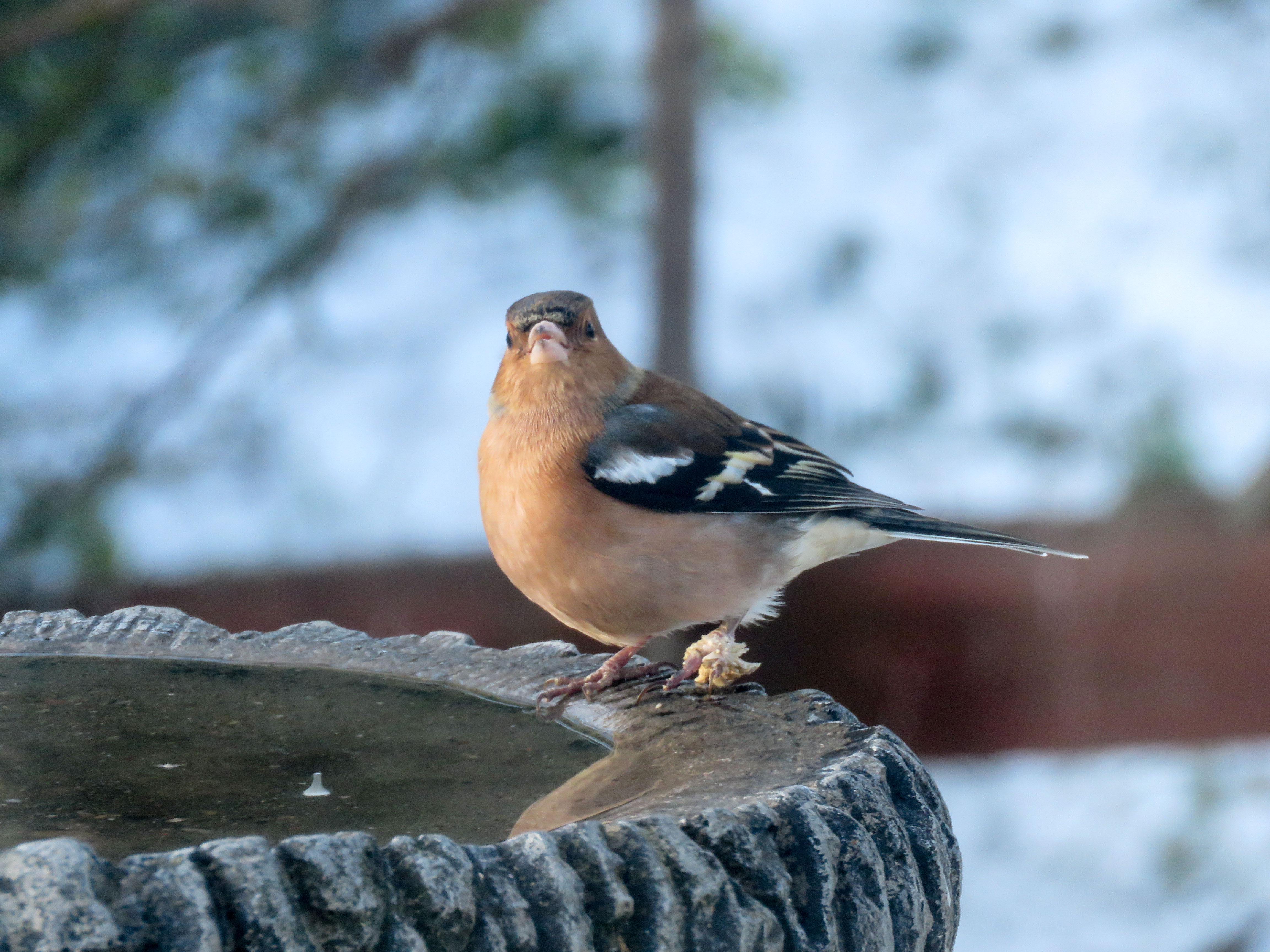 Leg abnormalities in Finches - Garden Wildlife Health