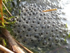 Amphibian Spawn Failure - Garden Wildlife Health