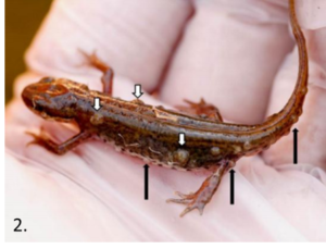 Dermocystid Parasites in Amphibians - Garden Wildlife Health