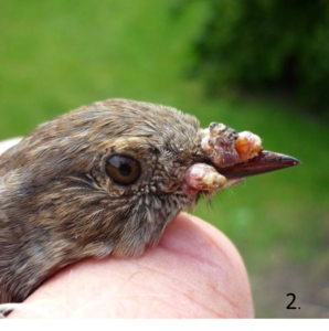Avian Pox in Garden Birds - Garden Wildlife Health