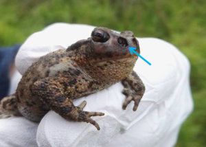 Toad fly (Lucilia bufonivora) - Garden Wildlife Health