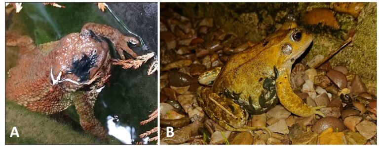 Leech Predation in Amphibians - Garden Wildlife Health